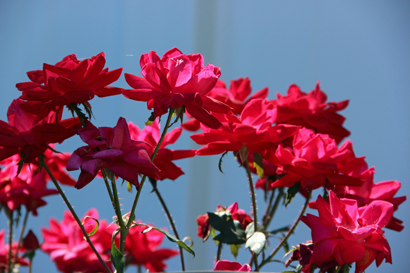 Pool Design in Londonderry NH | Groundhog Landscaping