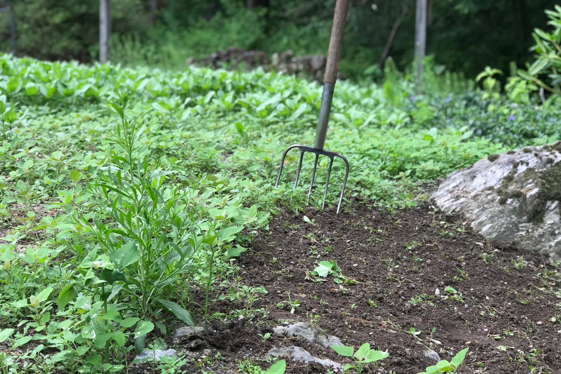 Bed Weeding Services | Groundhog Landscaping