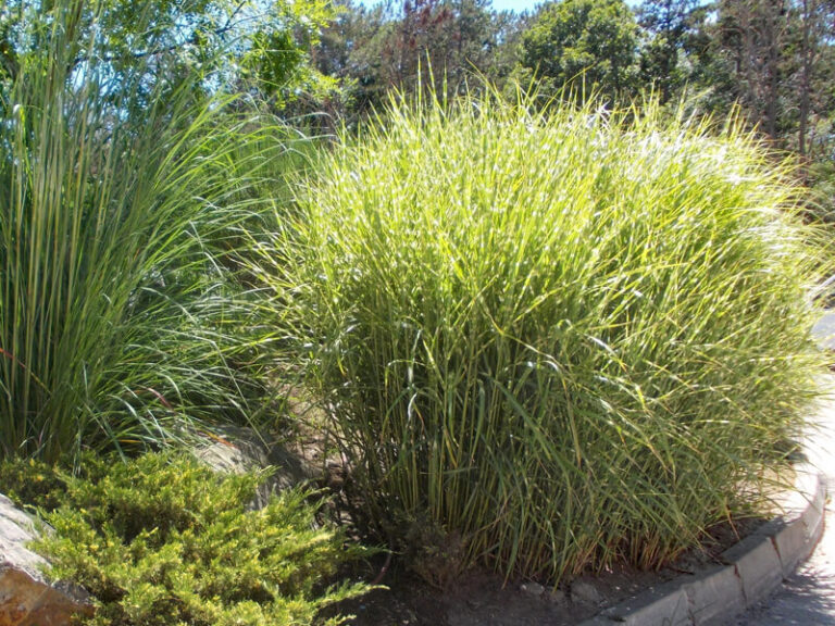 Ornamental Grasses: Extend Your Landscape Season | Groundhog ...